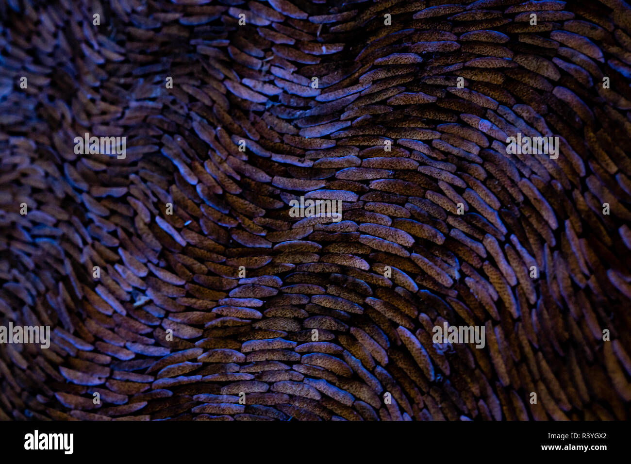 Buriti hi-res stock photography and images - Alamy