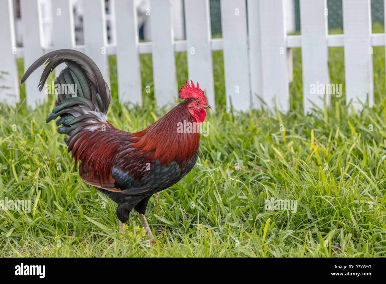Cubalaya Gypsy Rooster in Key West, Florida, USA Stock Photo - Alamy
