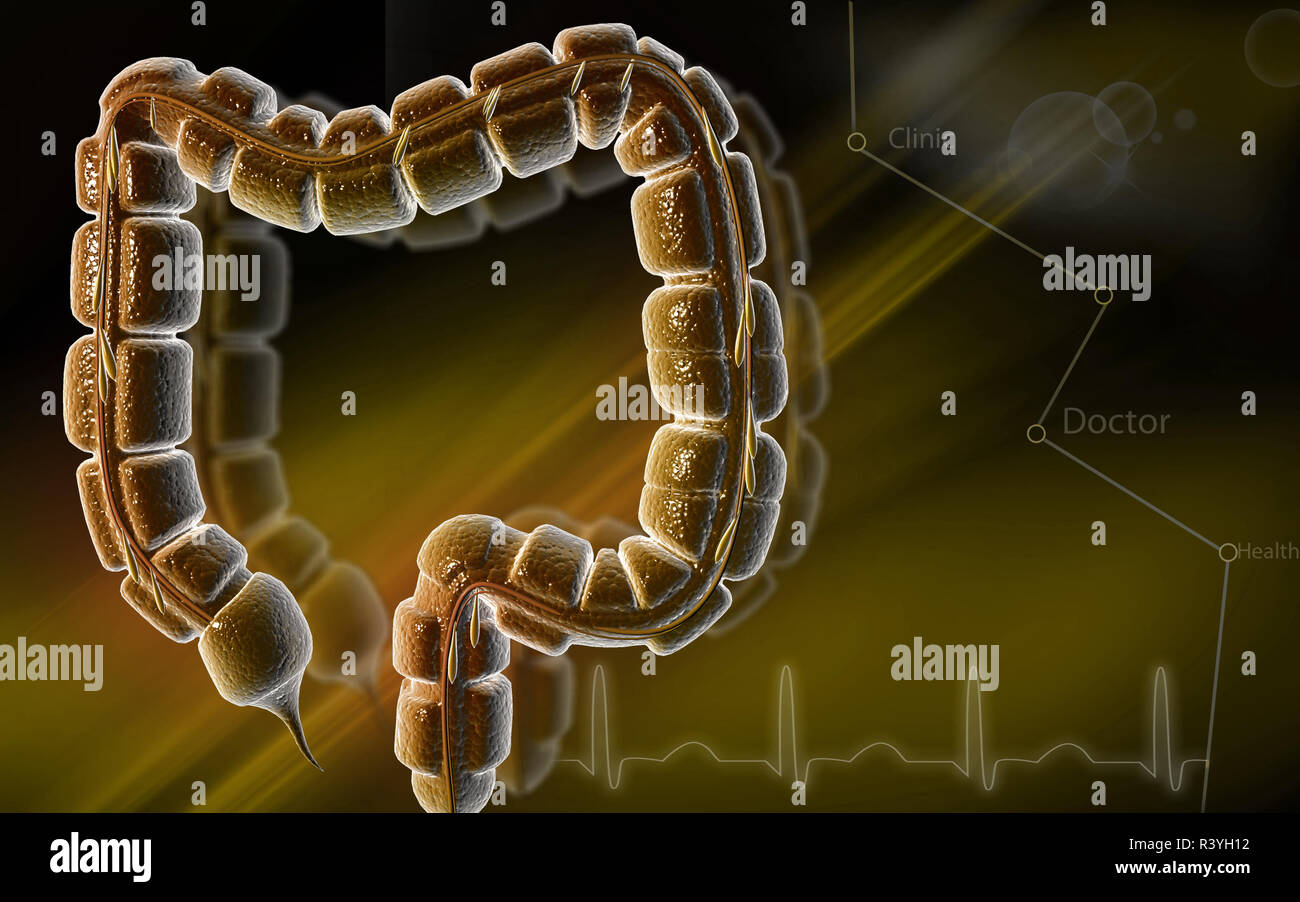 Big intestine hi-res stock photography and images - Alamy