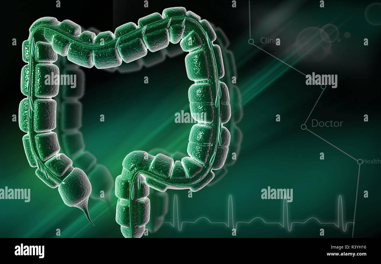 Big intestine hi-res stock photography and images - Alamy