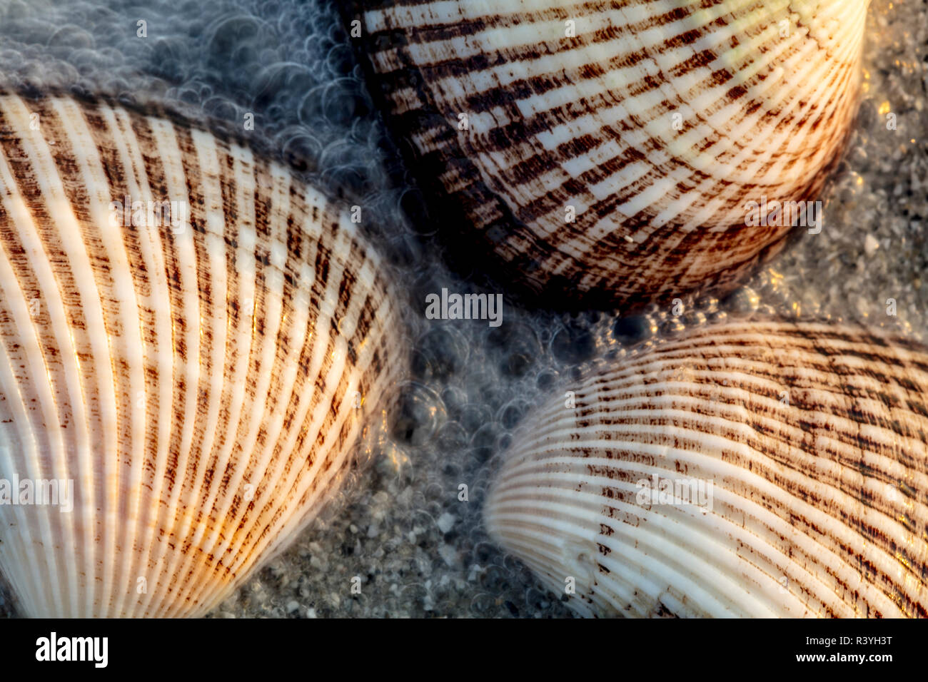 Florida seashells hi-res stock photography and images - Alamy