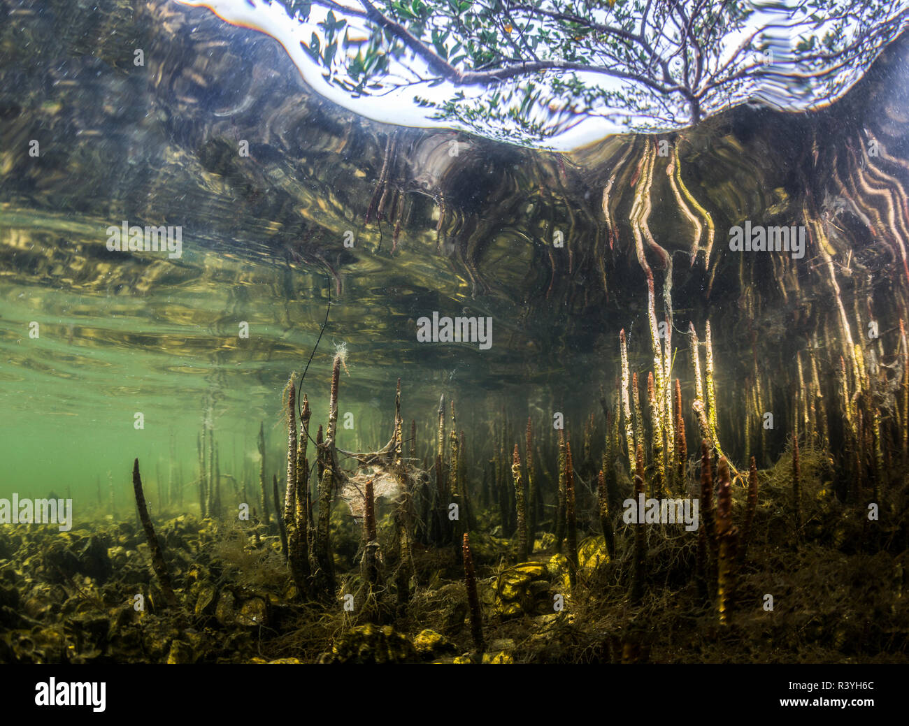 Underwater image of a mangrove tree's root system Stock Photo - Alamy