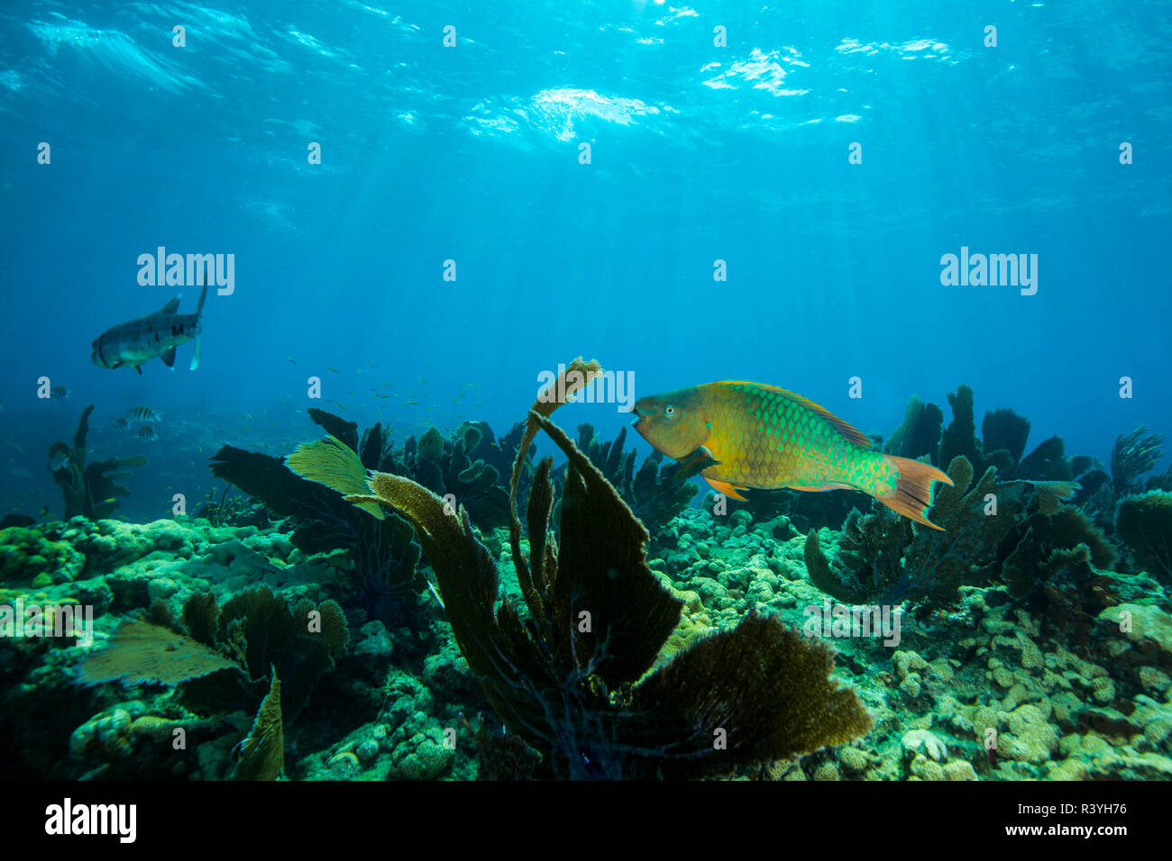Rainbow parrotfish (Scarus guacamaia) swimming above the coral reef at ...