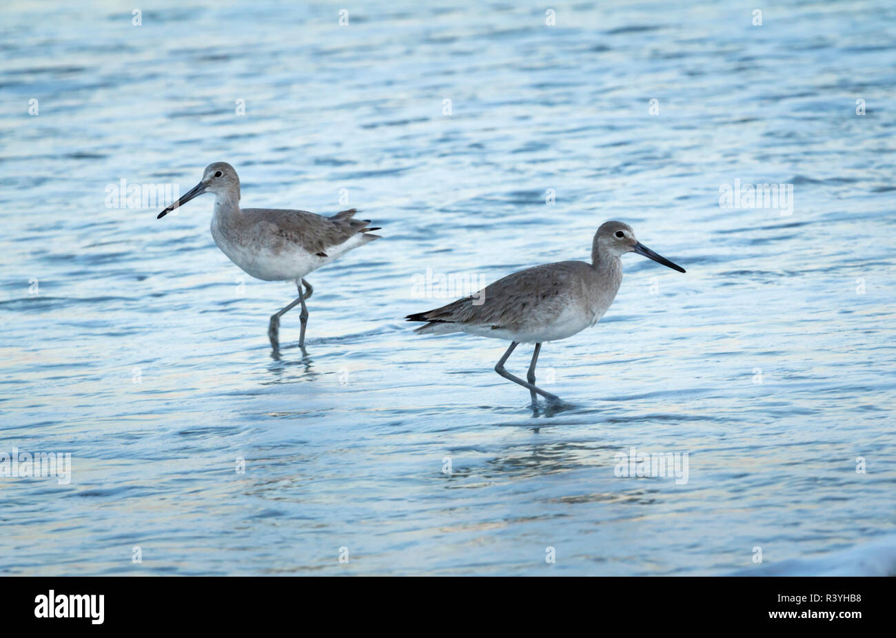 USA, Florida. A pair of willets stand in the surf on a beach Stock ...