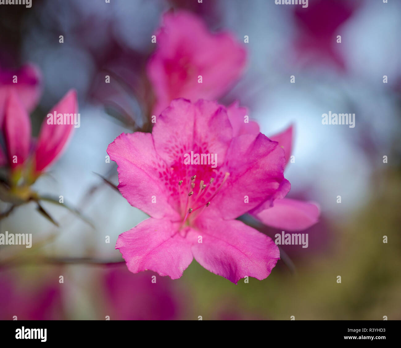 Lavender azalea in bloom, spring, Rhododendron family, Florida Stock ...