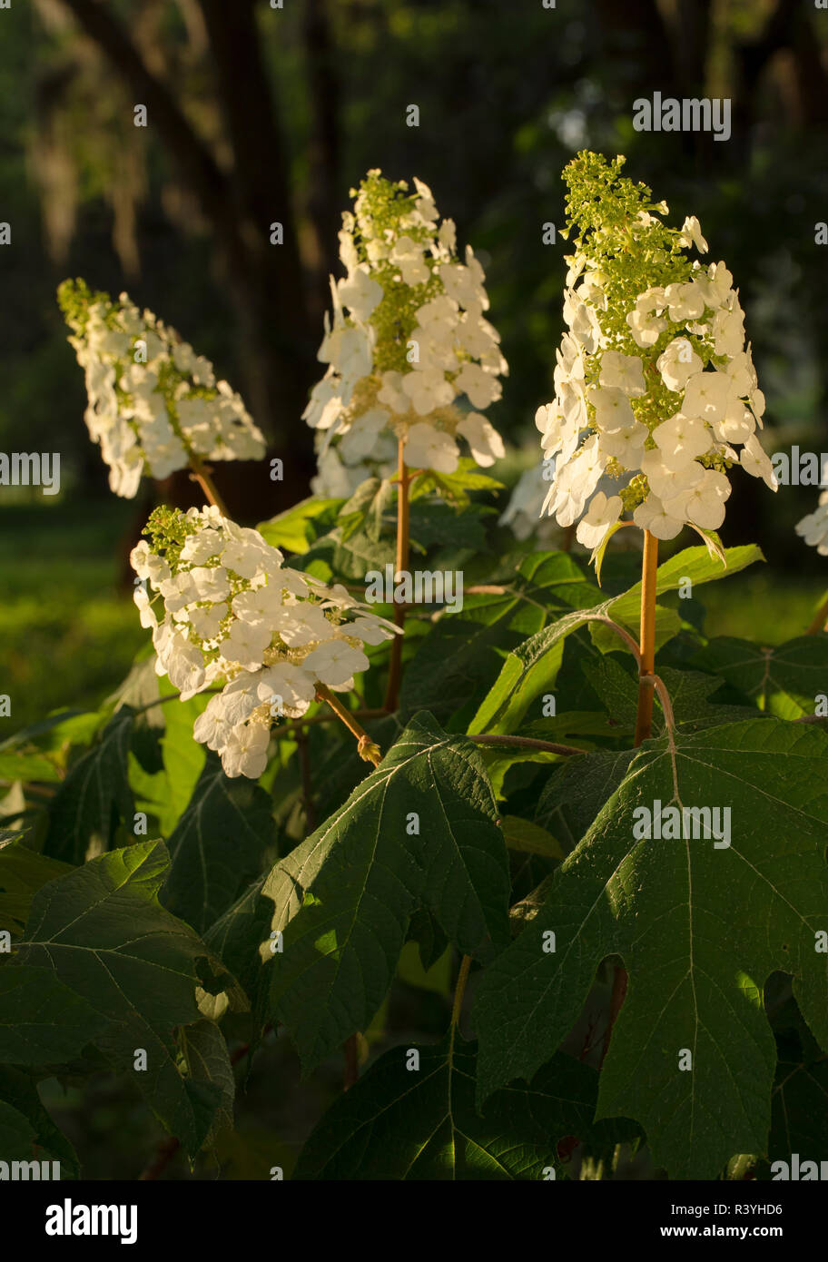 Oak-leaf Hydrangea in flower, Hydrangea quercifolia, Florida Stock ...