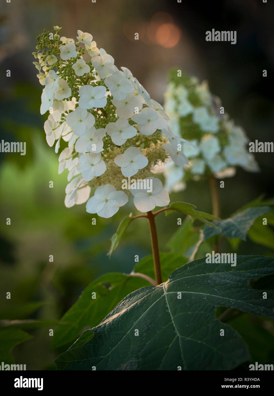 Oak leaf hydrangea hi-res stock photography and images - Alamy