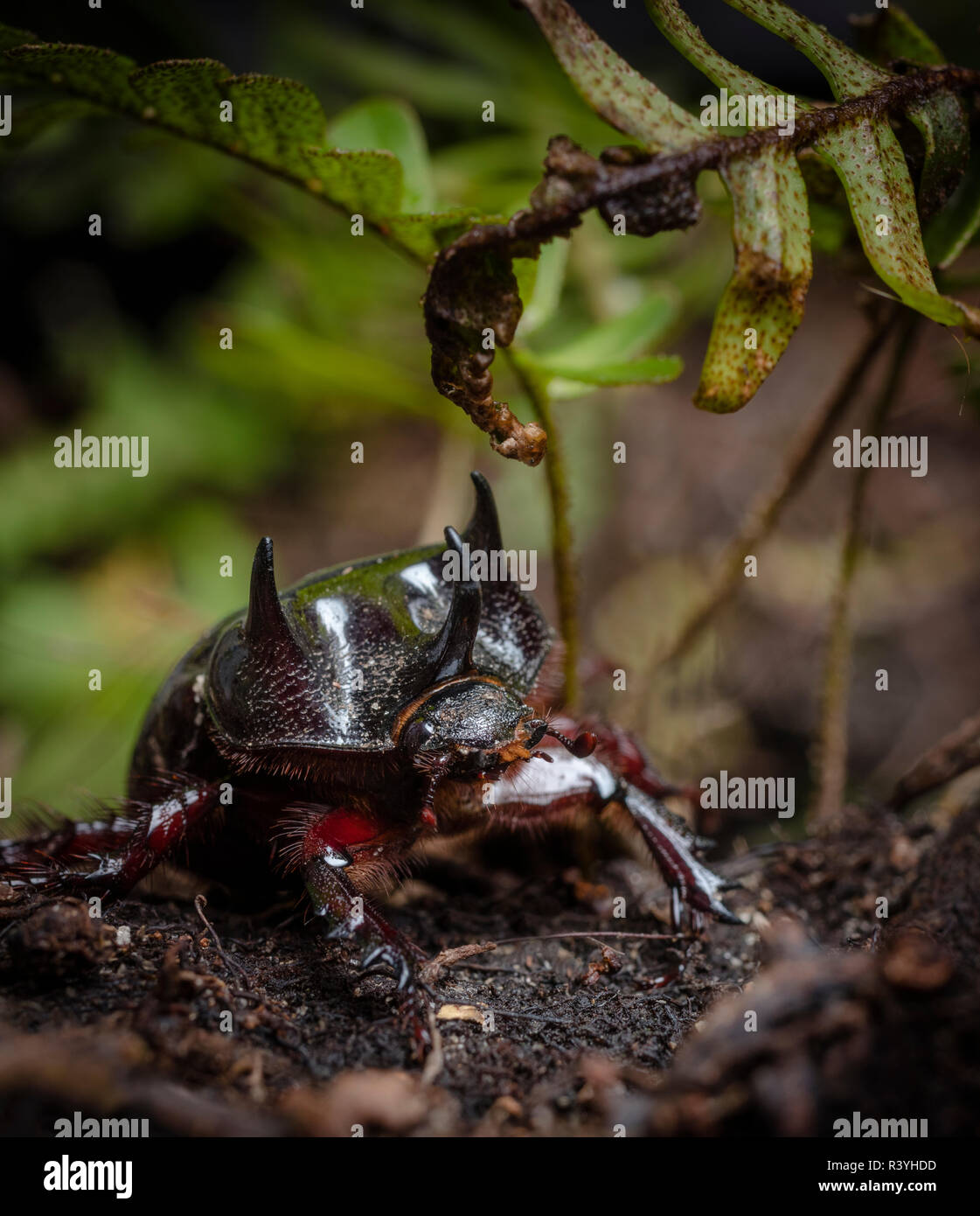 Strategus hi-res stock photography and images - Alamy