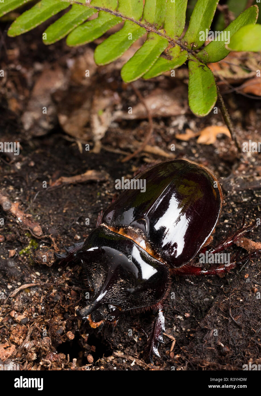 Strategus hi-res stock photography and images - Alamy