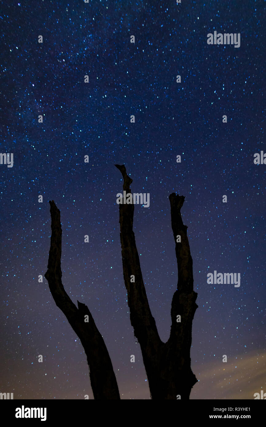 Perseus constellation meteor showing, Florida, USA Stock Photo - Alamy