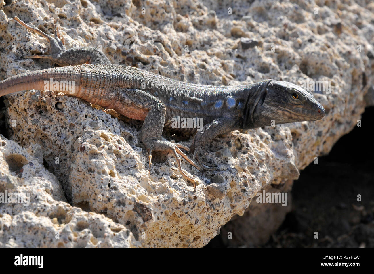 Lizard on a rock hi-res stock photography and images - Alamy