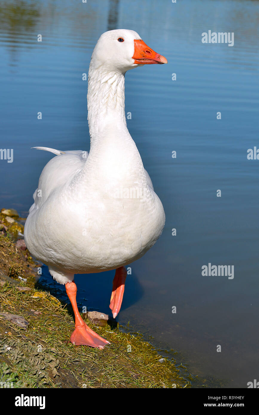 White front goose hi-res stock photography and images - Alamy