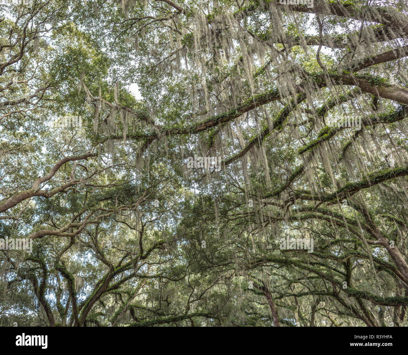 Beautiful Southern Live Oak canopy, Quercus Virginiana, Central Florida ...