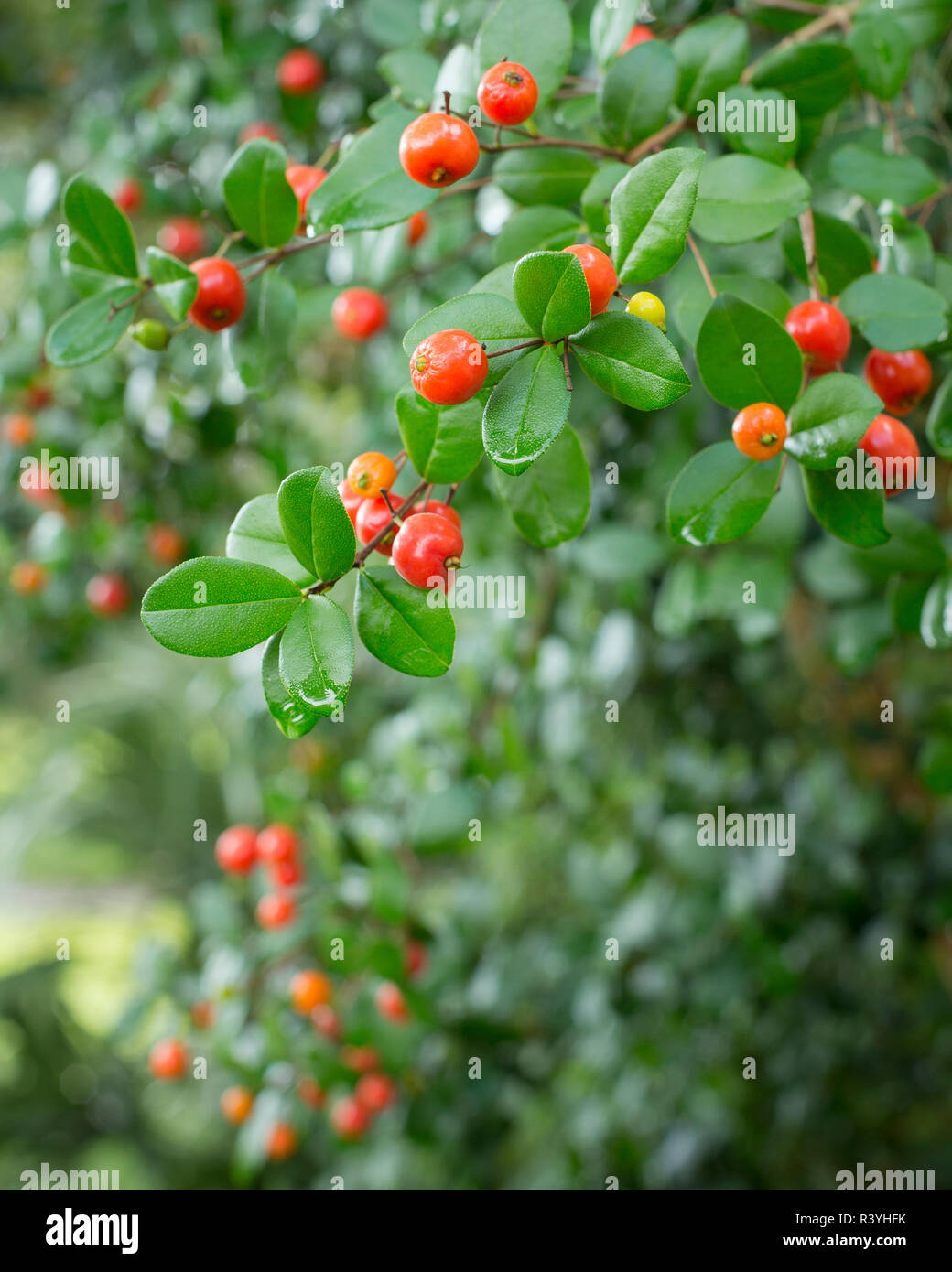 Simpson stopper hi-res stock photography and images - Alamy