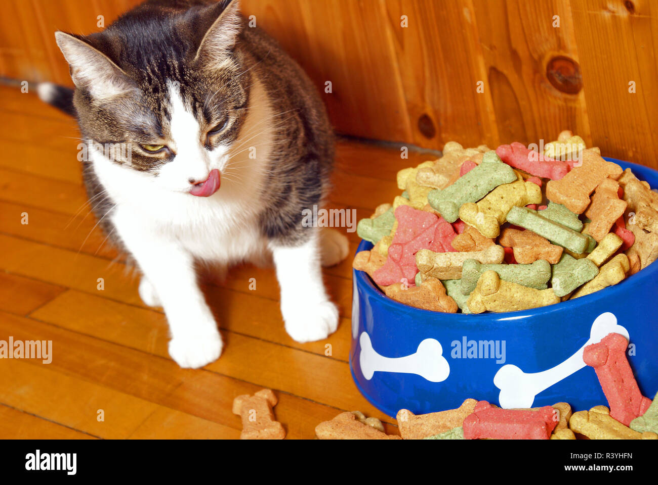 Cat Messes With Dog Stock Photo - Alamy