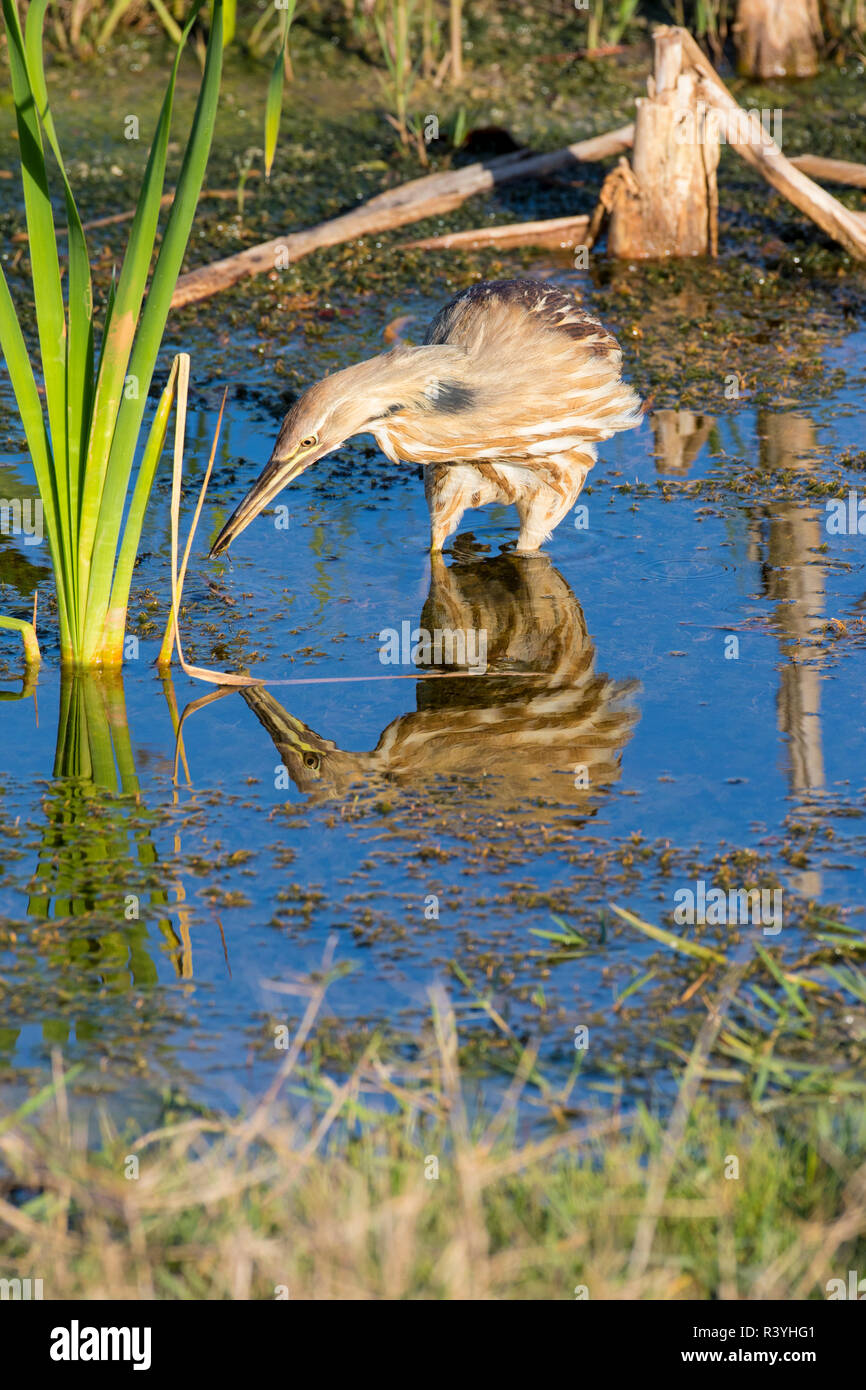 American Bittern (Botaurus lentiginosus) Viera Wetlands, Brevard County ...