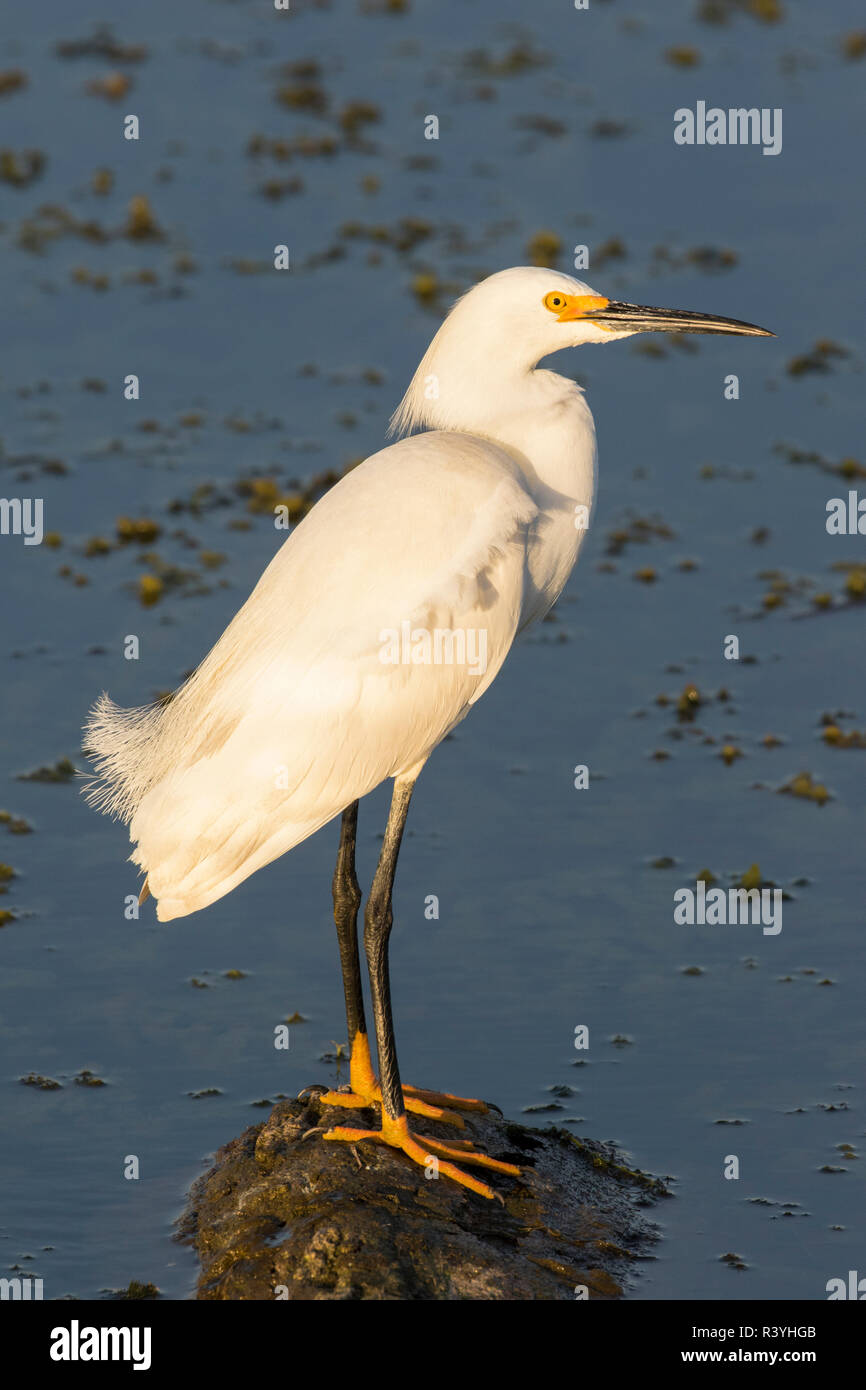 Snowy Egret (Egretta thula) Viera Wetlands, Brevard County, Florida ...