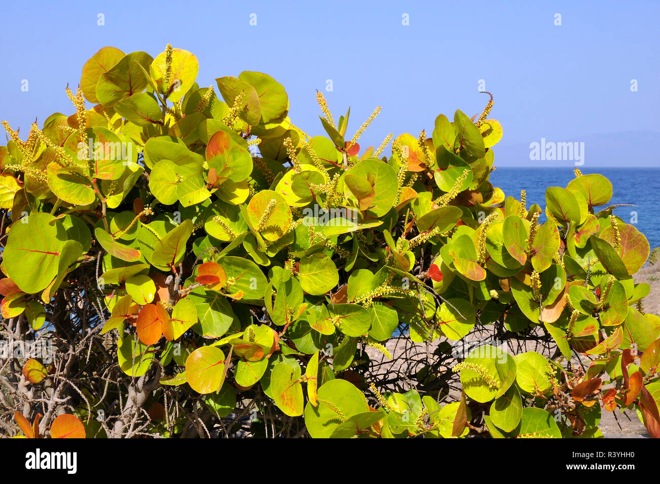 Coccoloba plant hi-res stock photography and images - Alamy