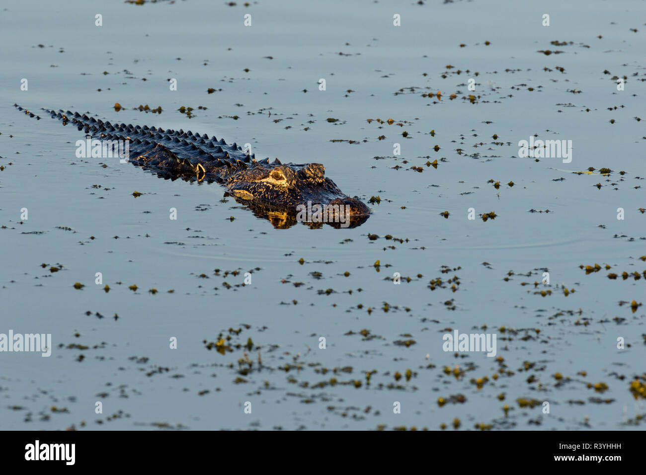 American Alligator Viera Wetlands High Resolution Stock Photography and ...