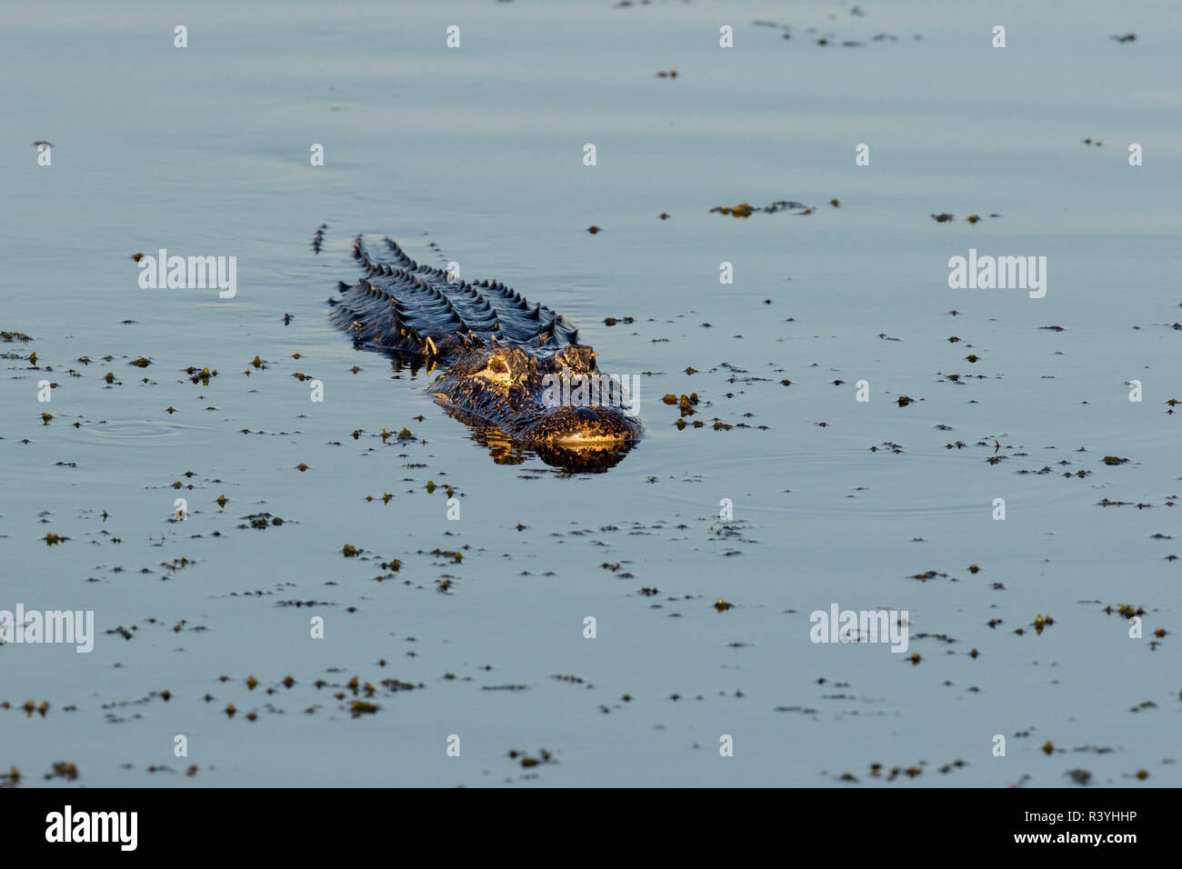 American Alligator (Alligator mississippiensis) Viera Wetlands, Brevard ...