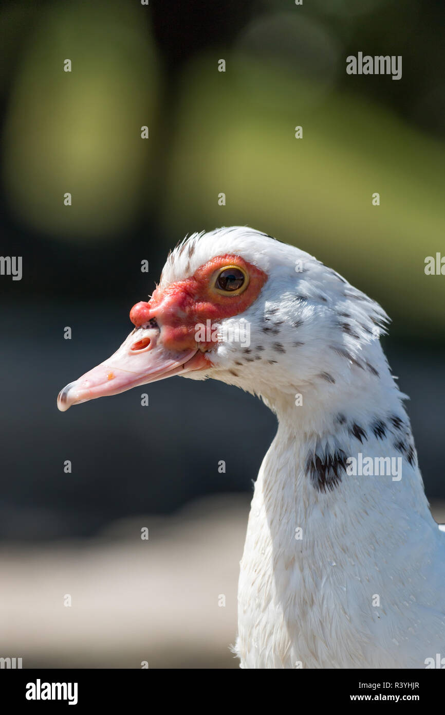 Red faced muscovy duck hi-res stock photography and images - Alamy