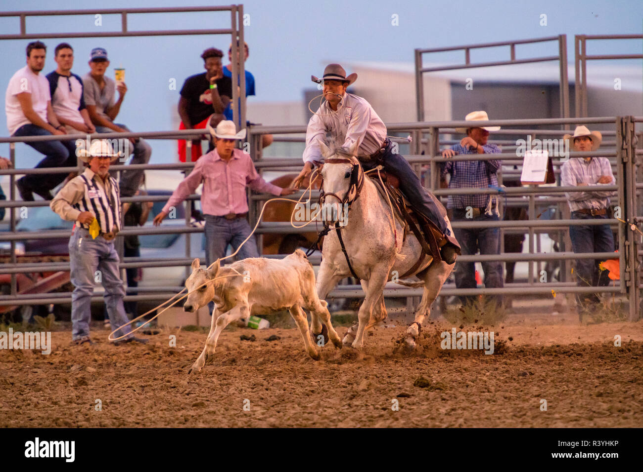 Cowboy roping a calf in a rodeo competition at sunset Stock Photo - Alamy