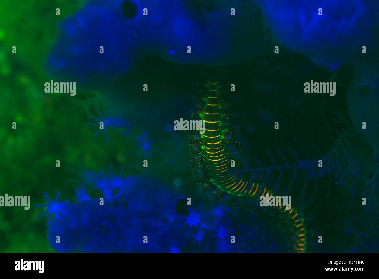 Bearded fireworm hermodice carunculata hi-res stock photography and ...
