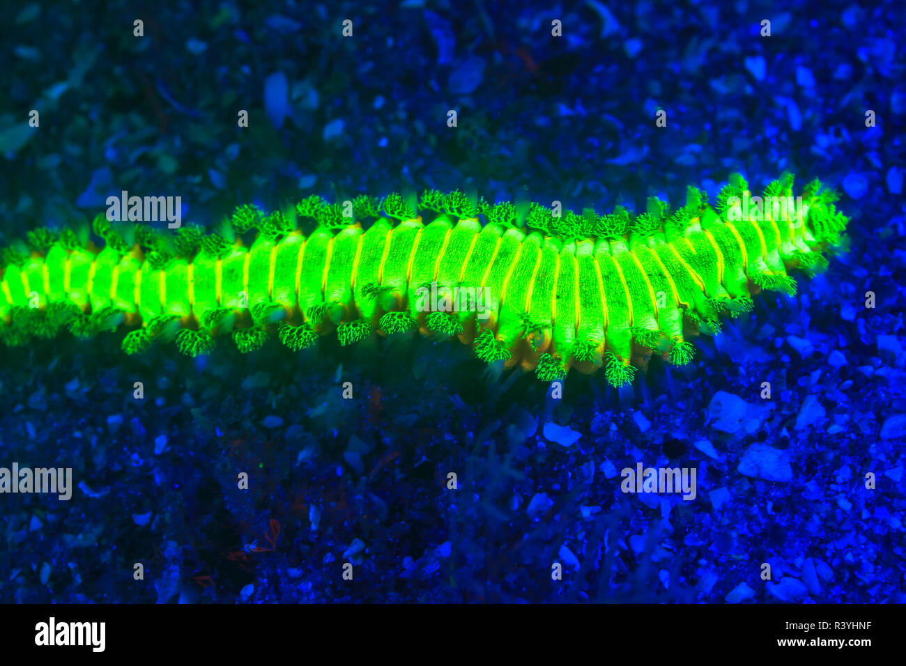 Bearded Fireworm (Hermodice carunculata), Underwater Fluorescence, Blue ...