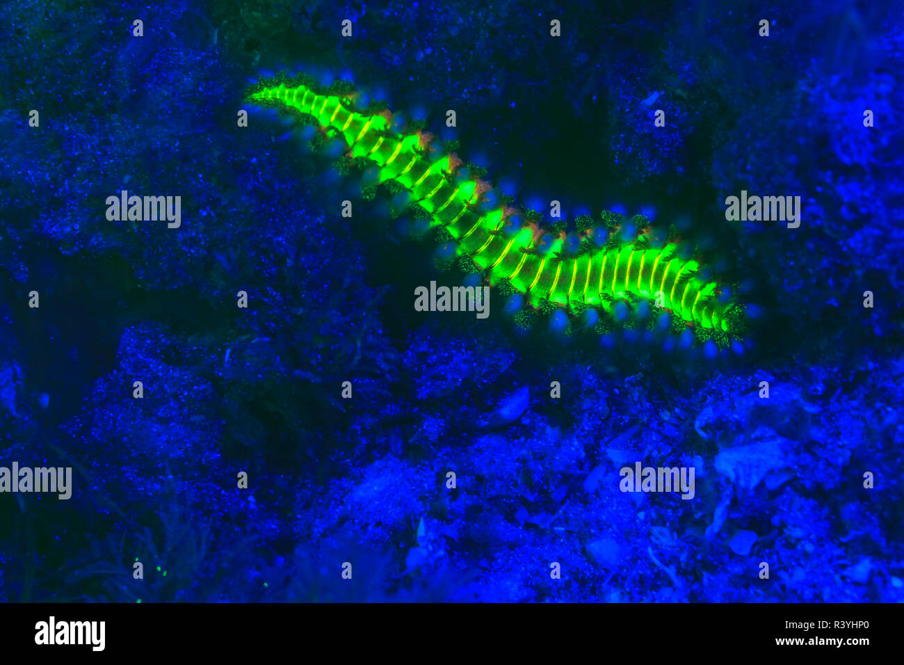 Bearded Fireworm (Hermodice carunculata), Underwater Fluorescence, Blue ...