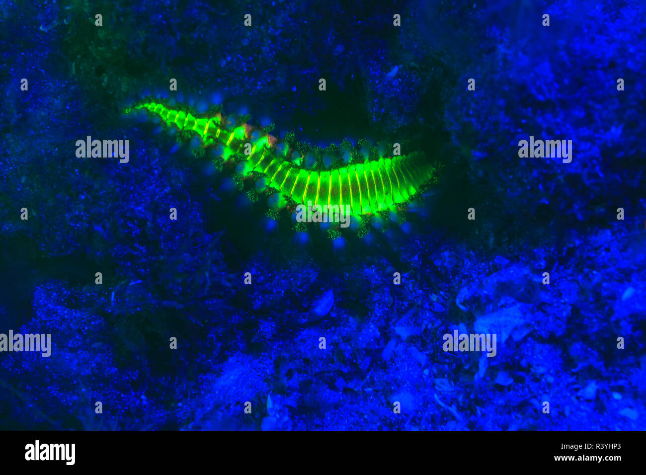 Bearded Fireworm (Hermodice carunculata), Underwater Fluorescence, Blue ...