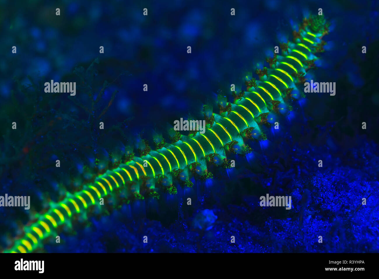 Bearded Fireworm (Hermodice carunculata), Underwater Fluorescence, Blue ...
