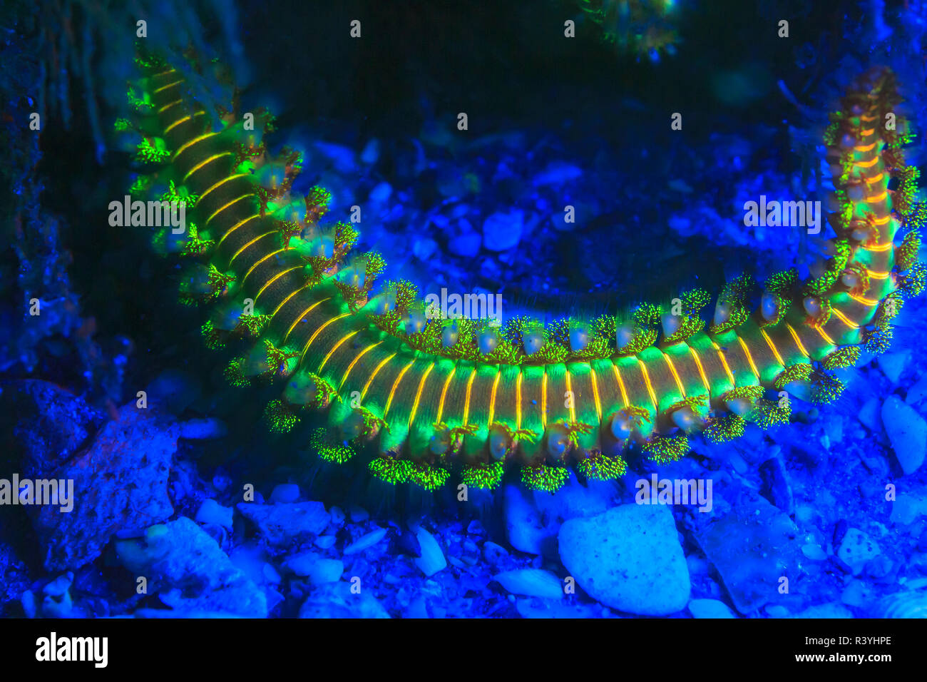 Green bristle worm hermodice carunculata hi-res stock photography and ...