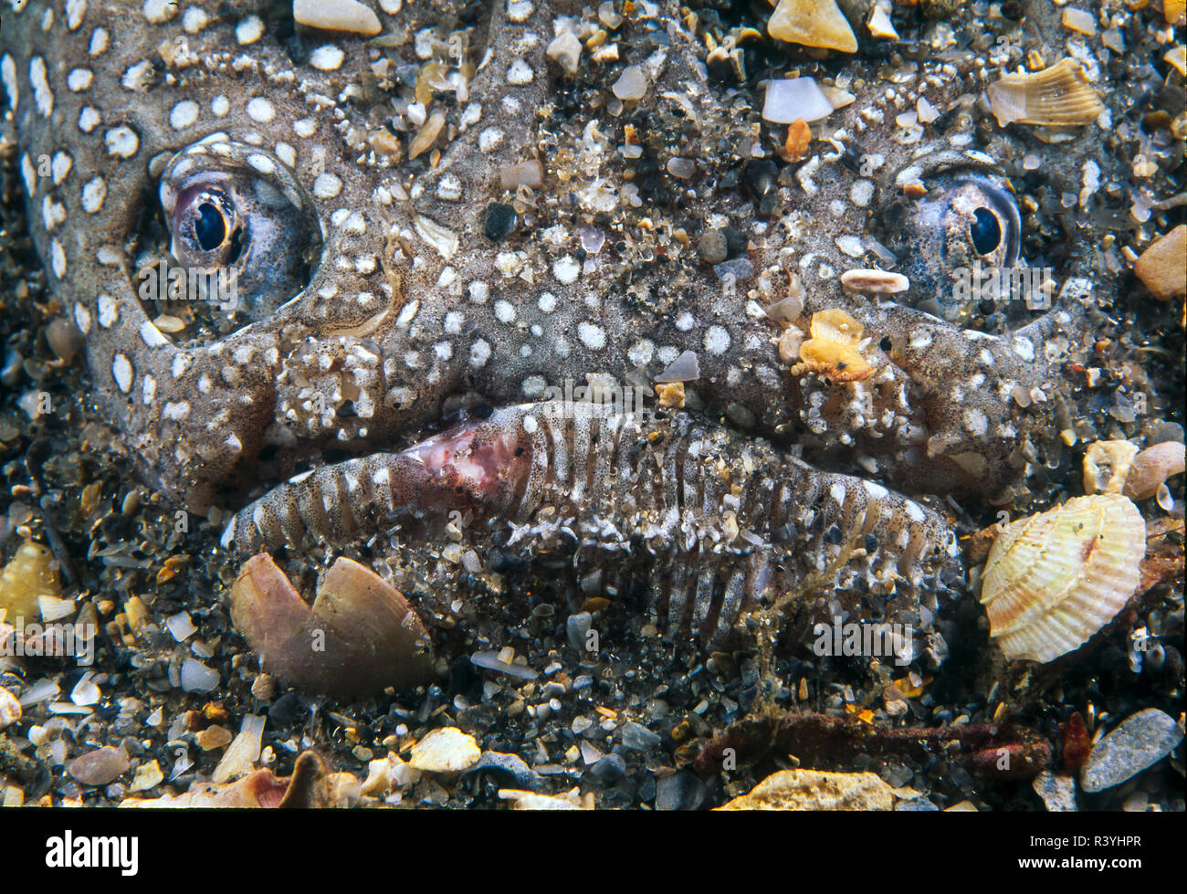 Southern stargazer hi-res stock photography and images - Alamy