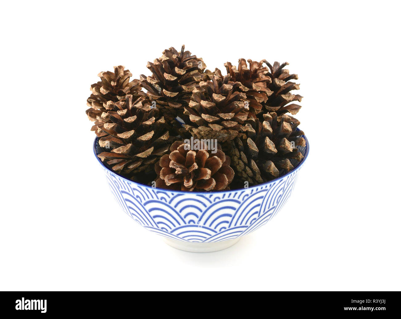 In autumn pine cones Cut Out Stock Images & Pictures - Alamy