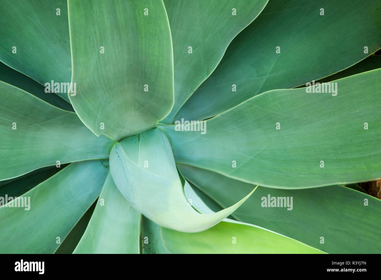 Green agave plant hawaii hi-res stock photography and images - Alamy