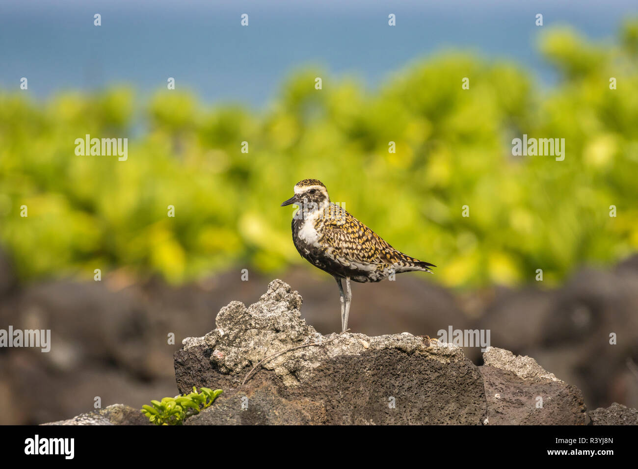 USA, Hawaii, Honokohau Bay. Pacific golden plover close-up Stock Photo ...