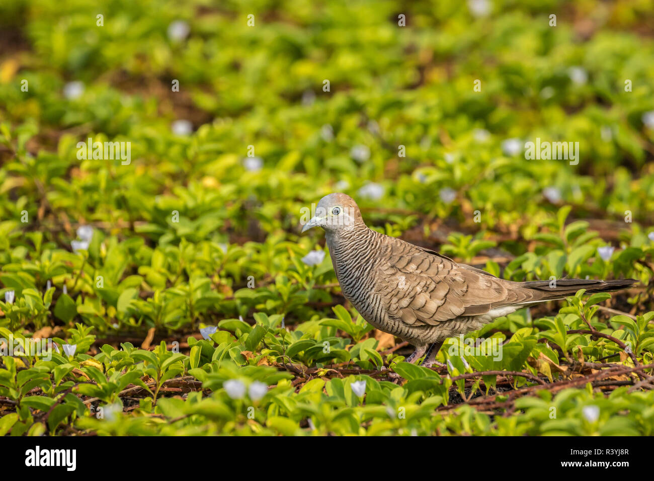 Zebra dove hawaii hi-res stock photography and images - Alamy