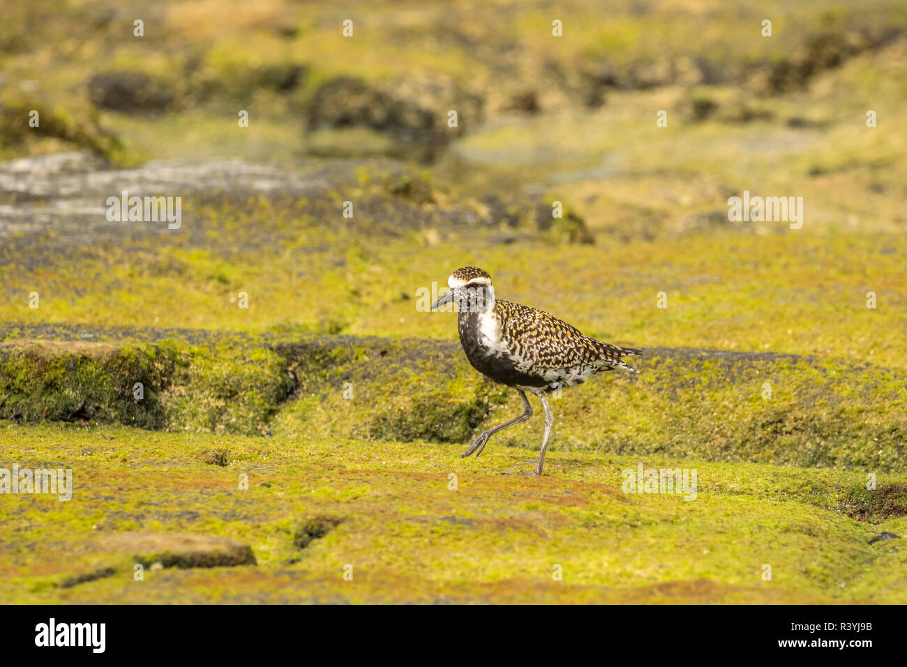 USA, Hawaii, Honokohau Bay. Pacific golden plover close-up Stock Photo ...