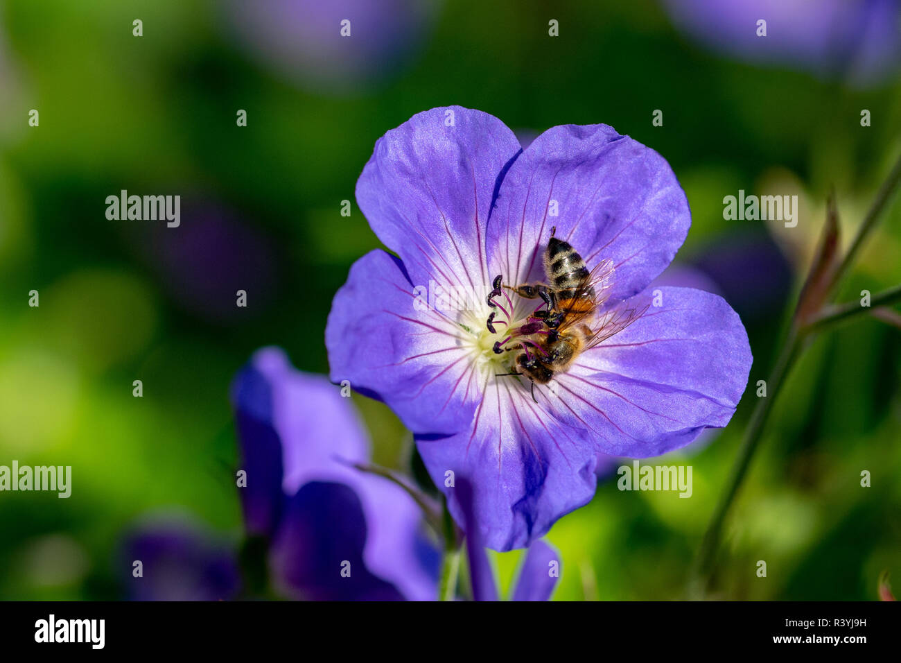 Honeybee collecting nectar pollen from a purple geranium Rozanne ...