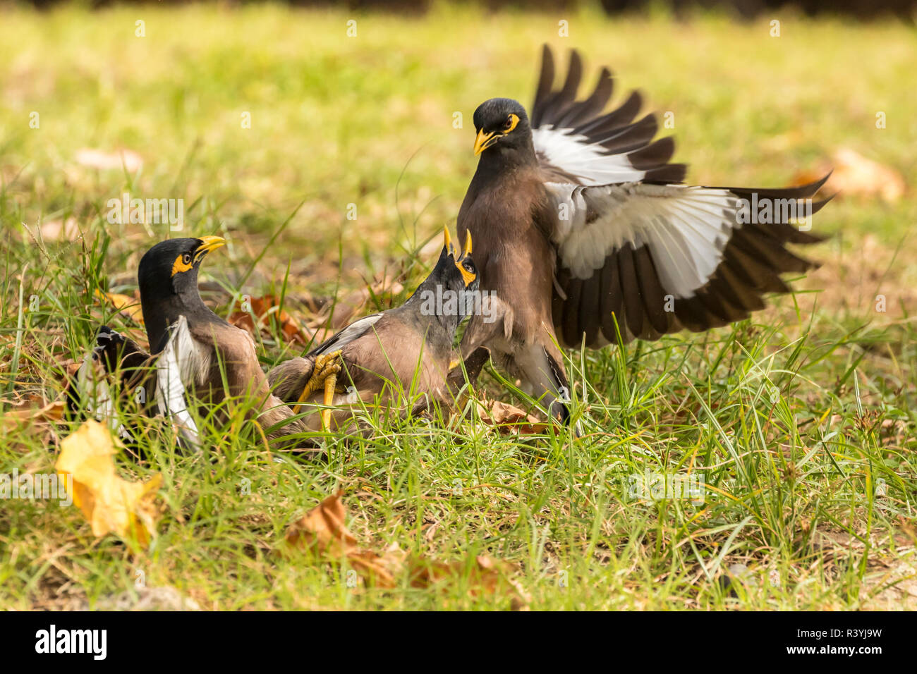 USA, Hawaii, Hapuna Beach State Park. Common myna birds fighting Stock ...