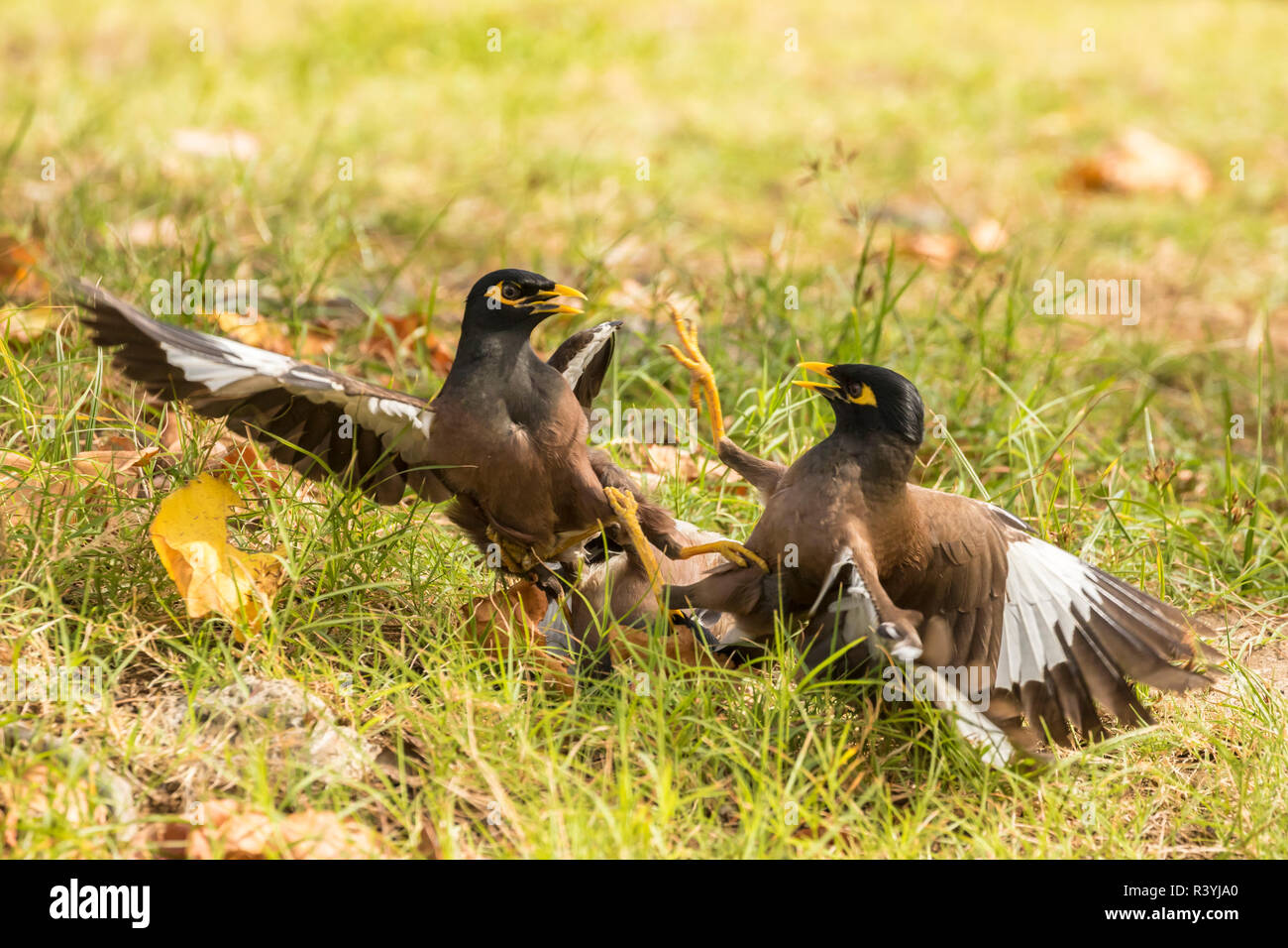 USA, Hawaii, Hapuna Beach State Park. Common myna birds fighting Stock ...