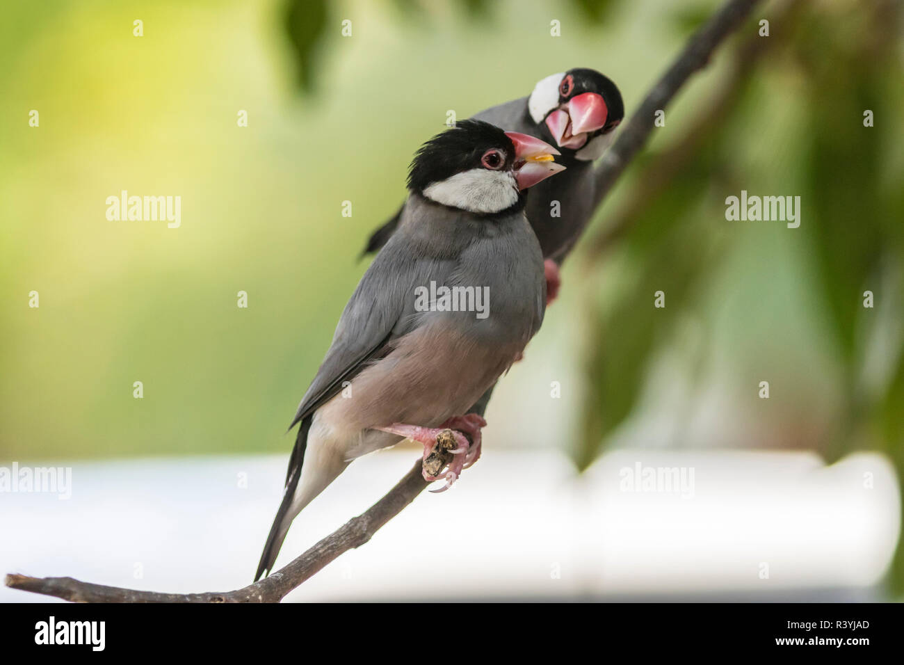 Feeding each other hi-res stock photography and images - Alamy