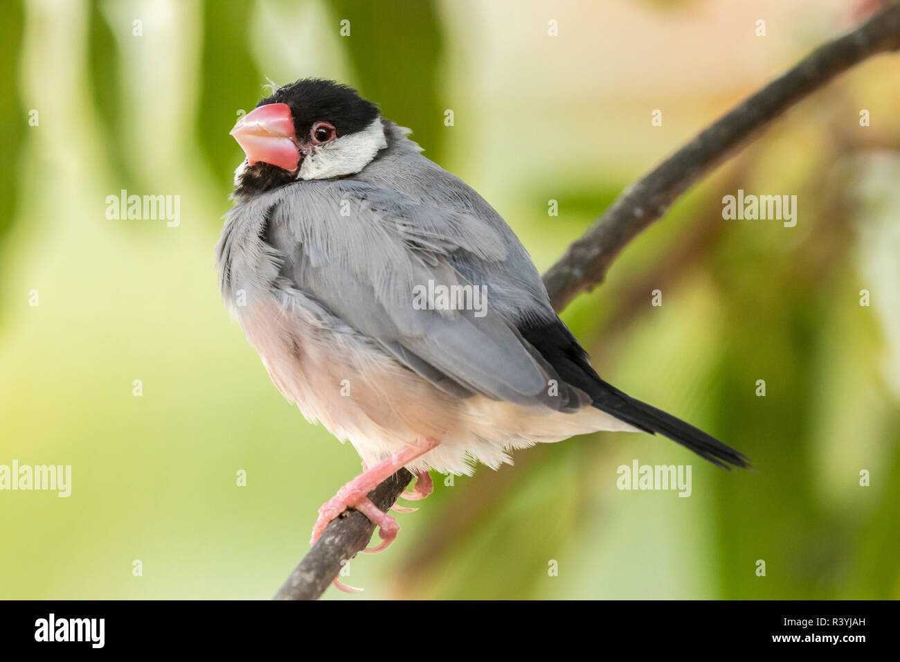 Sparrow close hi-res stock photography and images - Alamy