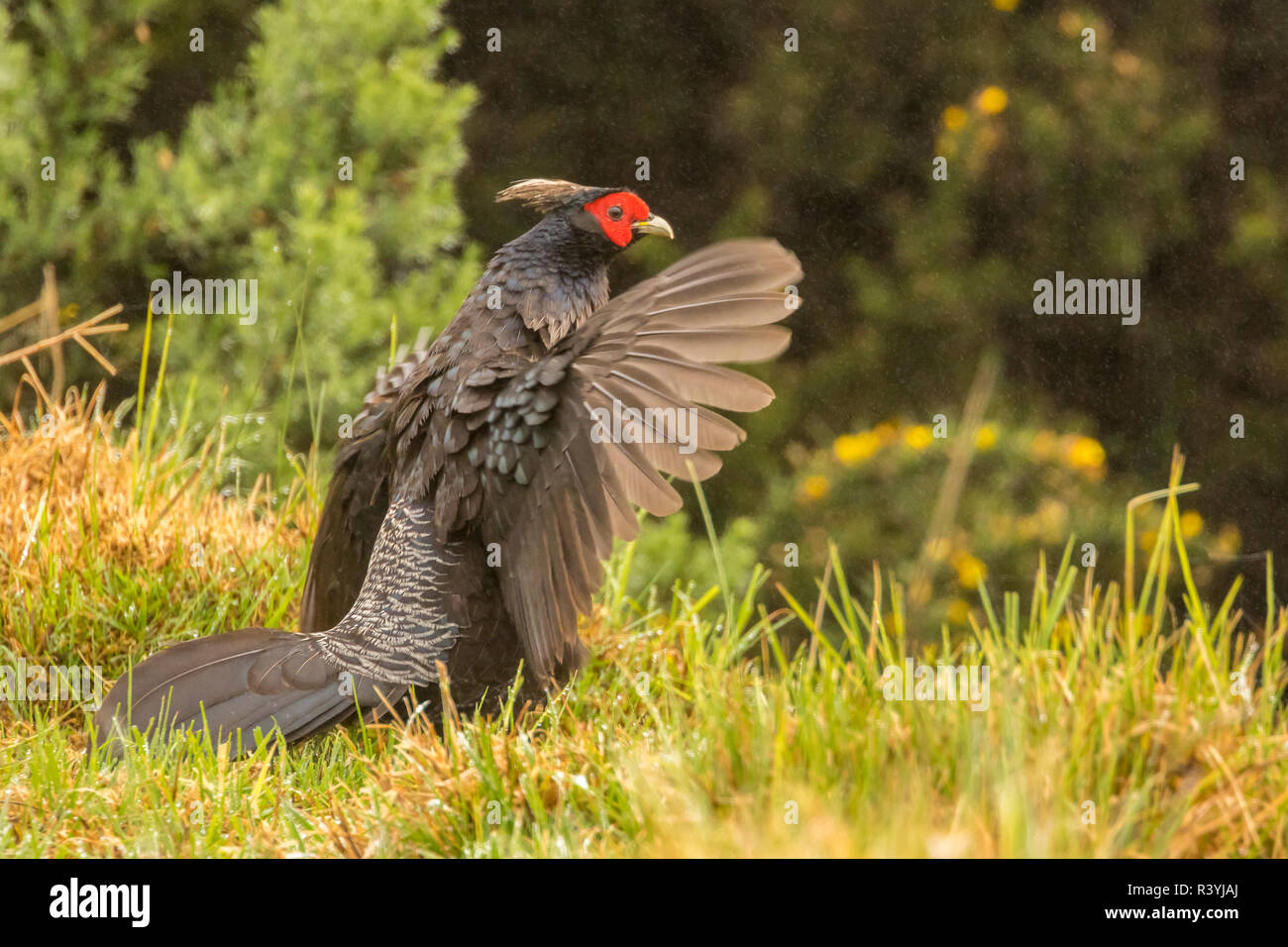 Kalij pheasant hi-res stock photography and images - Alamy