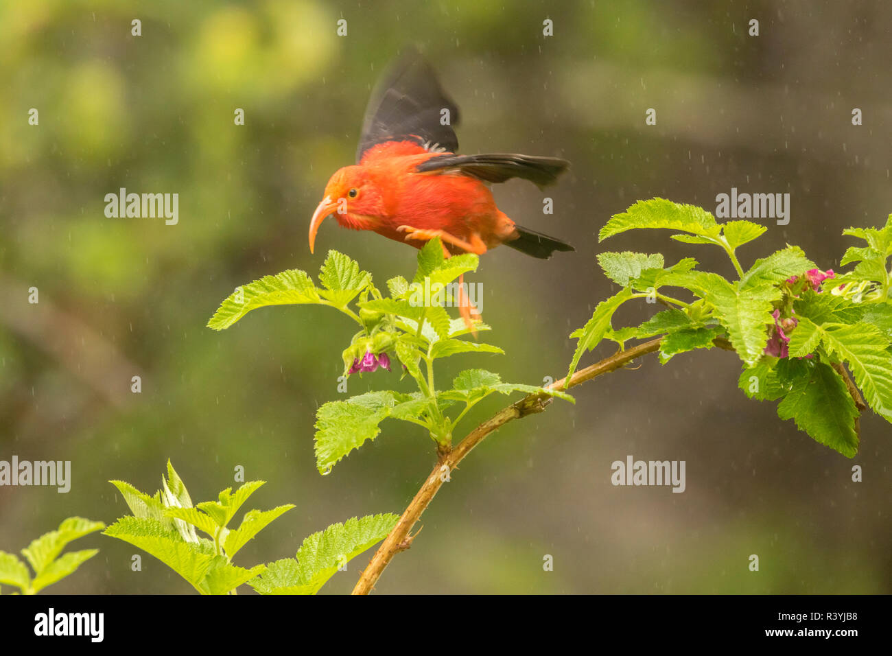 Hawaii i'iwi bird hi-res stock photography and images - Alamy