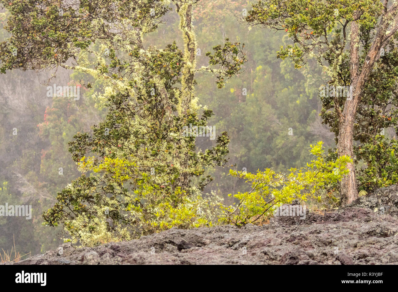 Trees growing on lava hi-res stock photography and images - Alamy