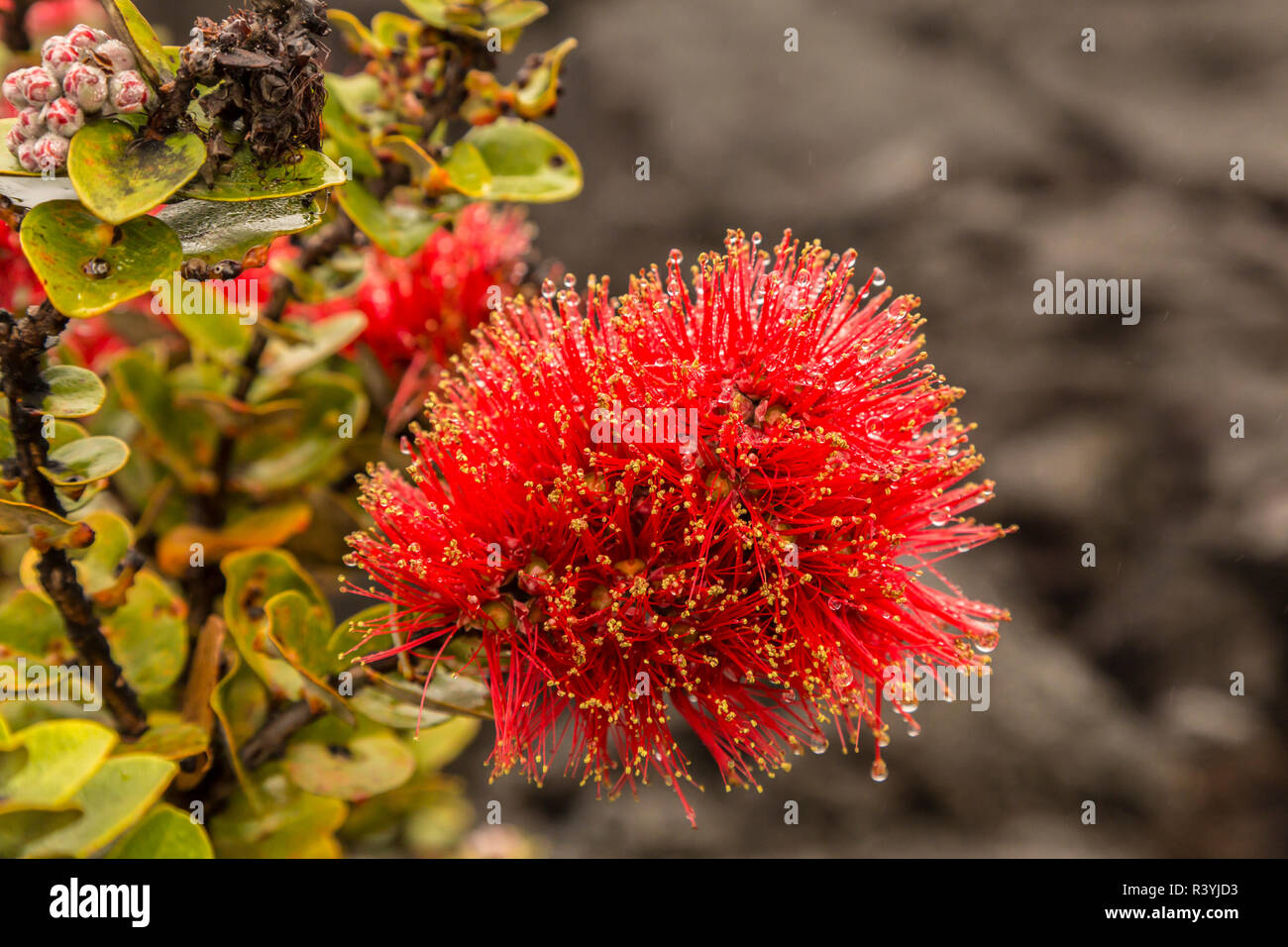 Red ohia flower hi-res stock photography and images - Alamy