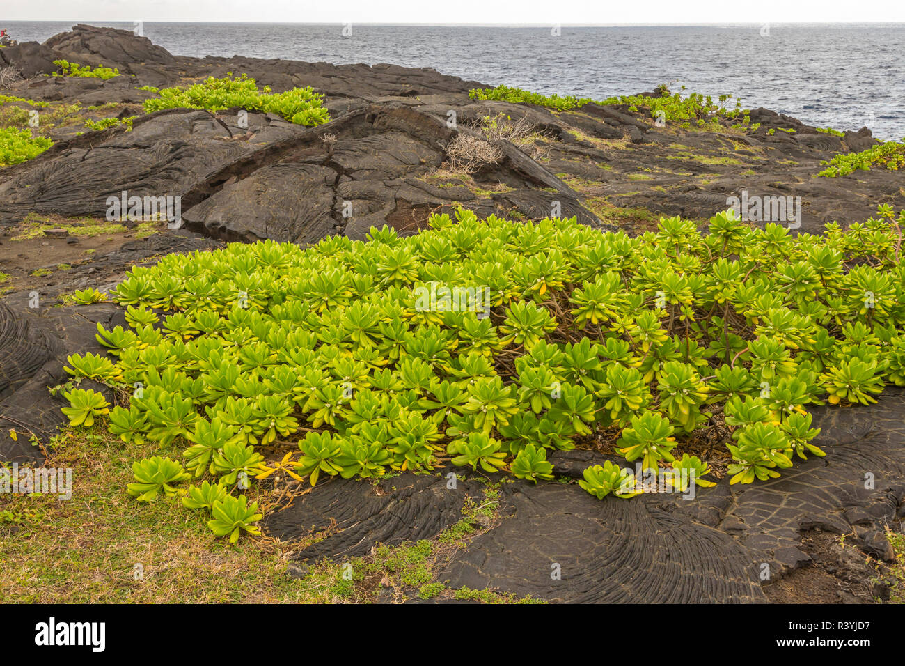 Plant growing on rock beach hi-res stock photography and images - Alamy