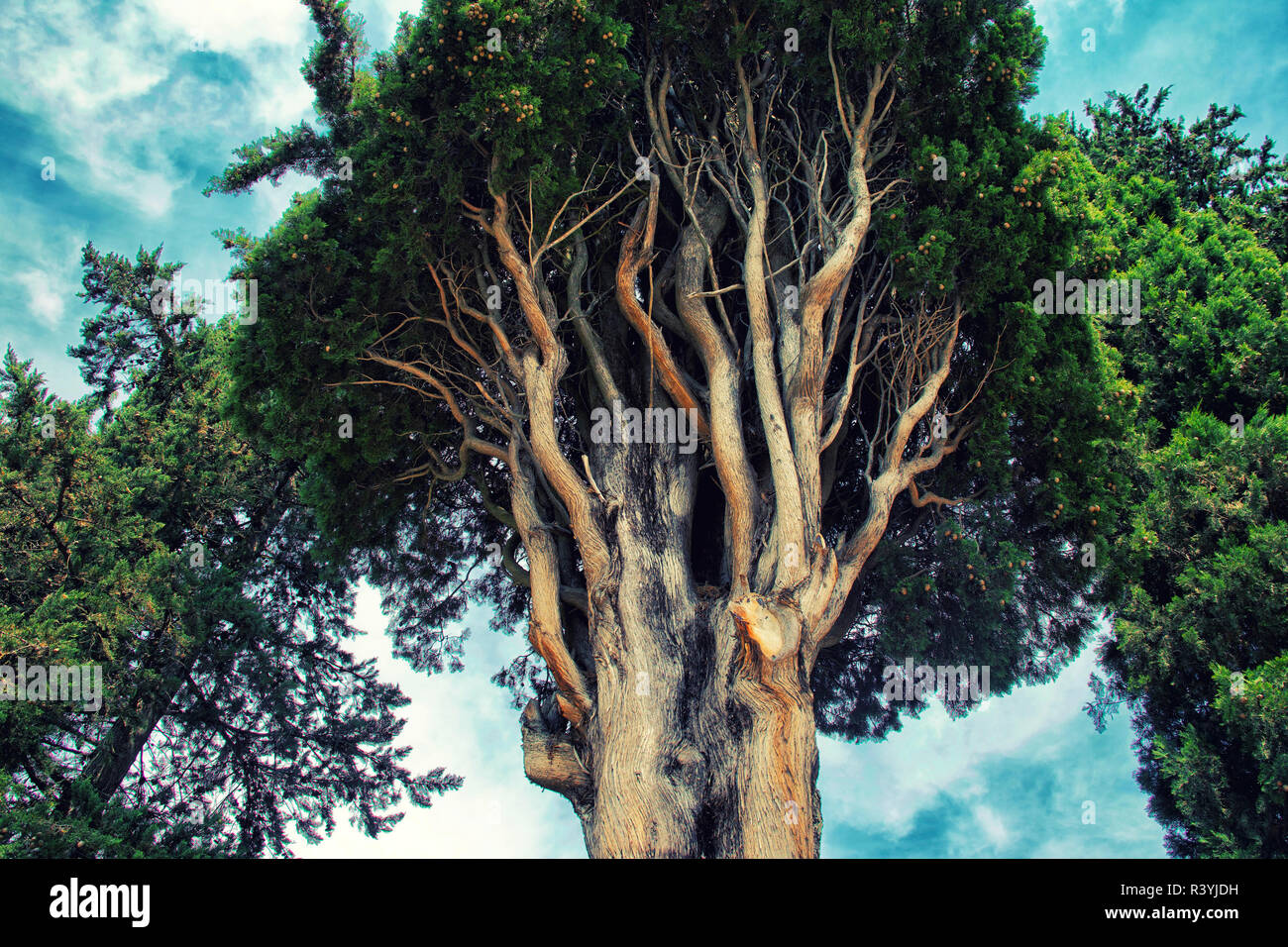 Giant cypress tree hi-res stock photography and images - Alamy
