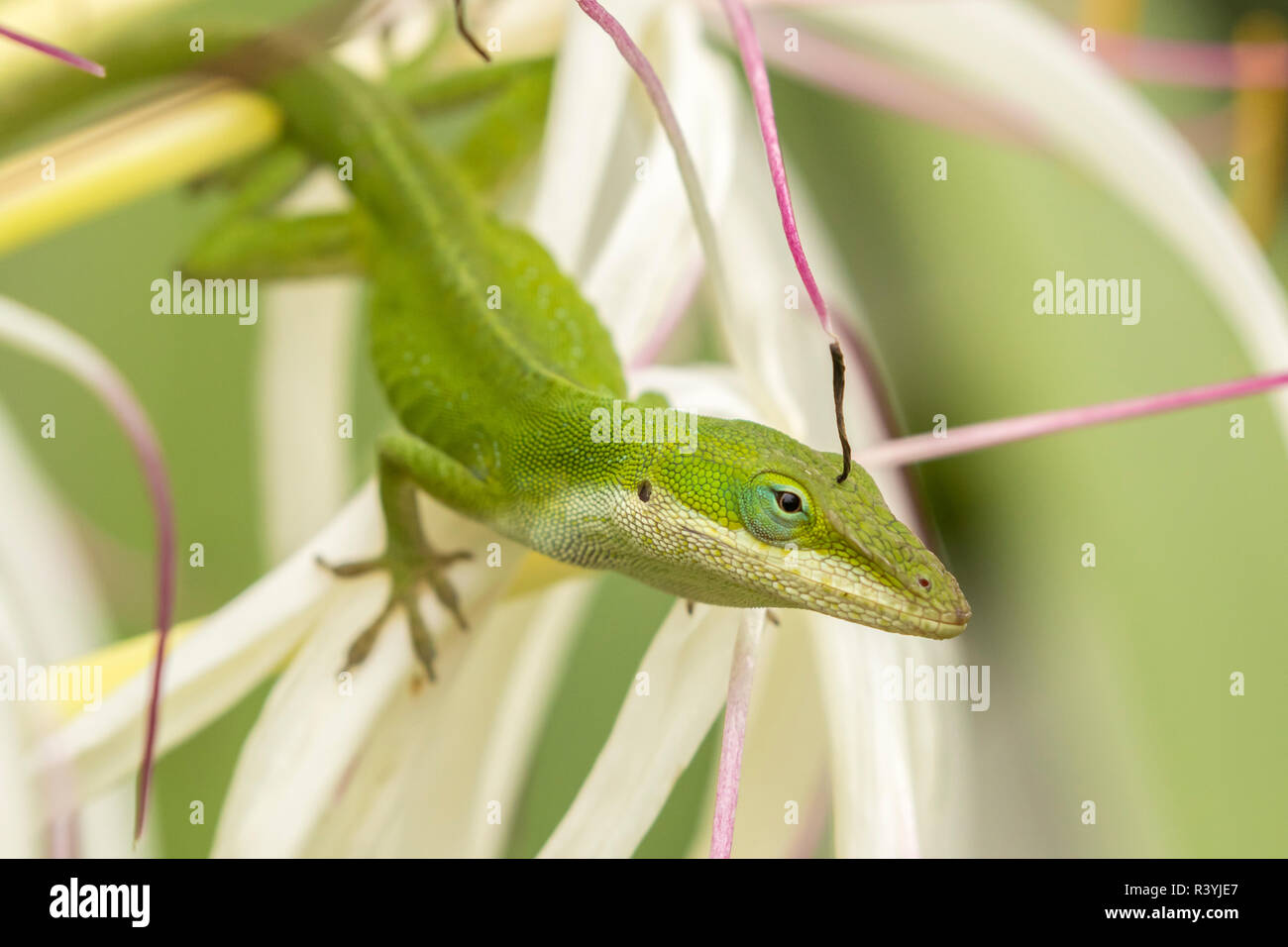 USA, Hawaii, Kauai. Anole lizard on blossom Stock Photo - Alamy